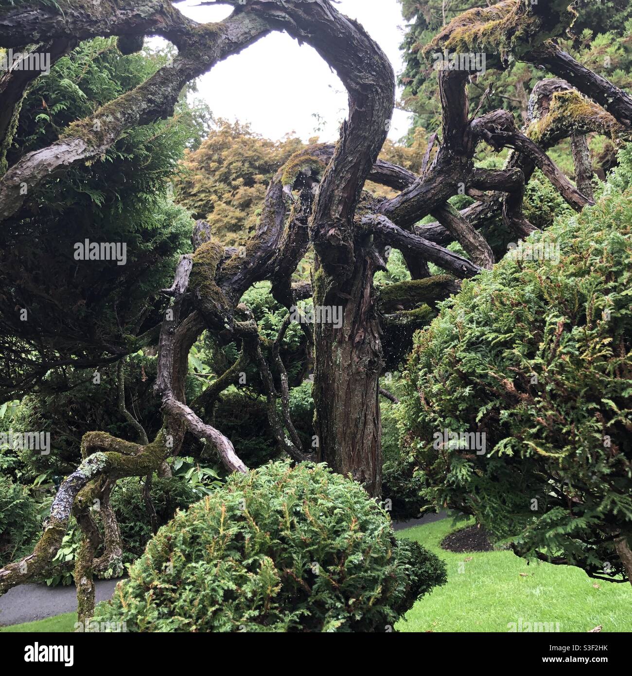 Tangled garden hi-res stock photography and images - Alamy