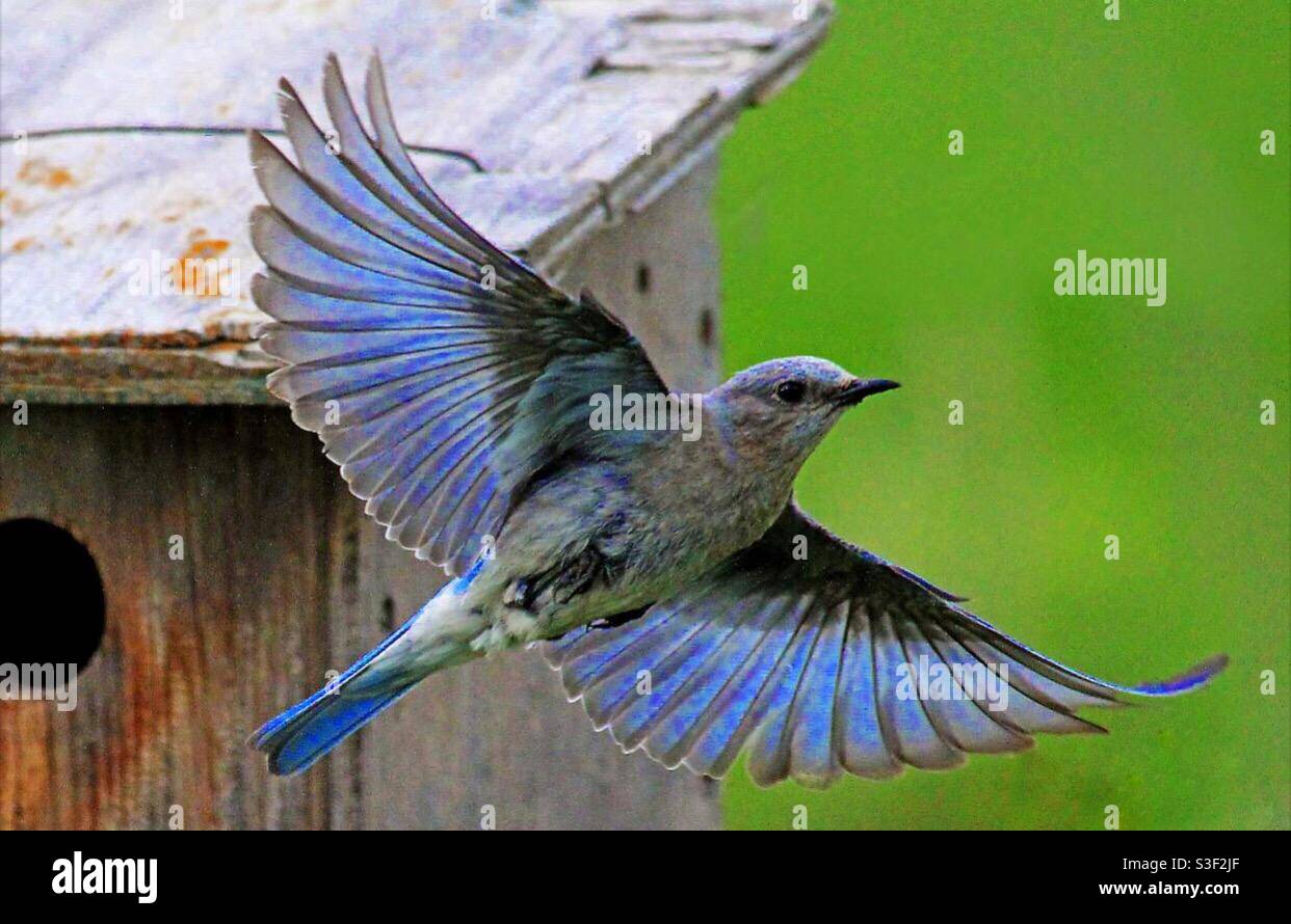 Mountain Blue Bird Flying