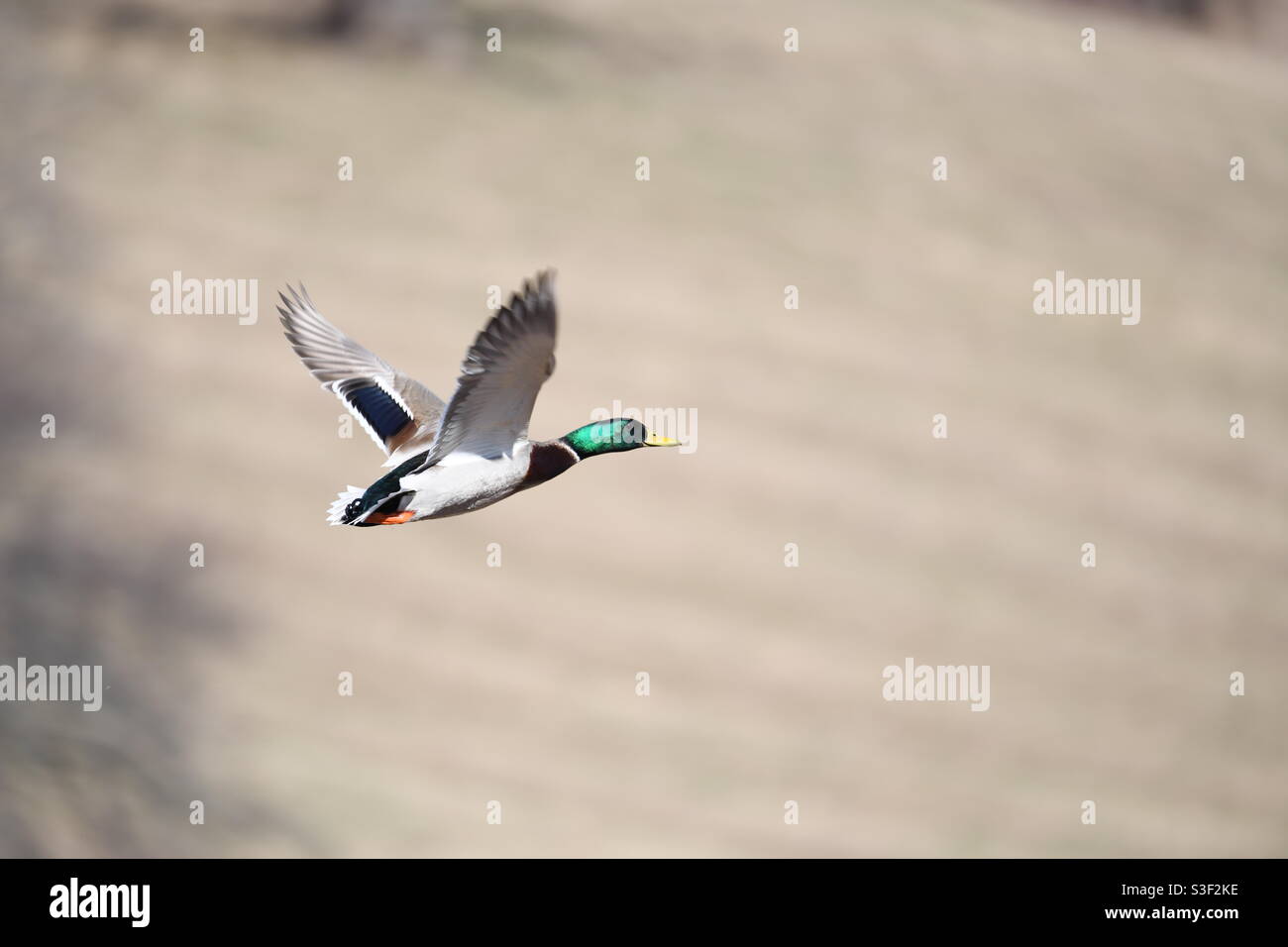 Mallard in flight Stock Photo - Alamy