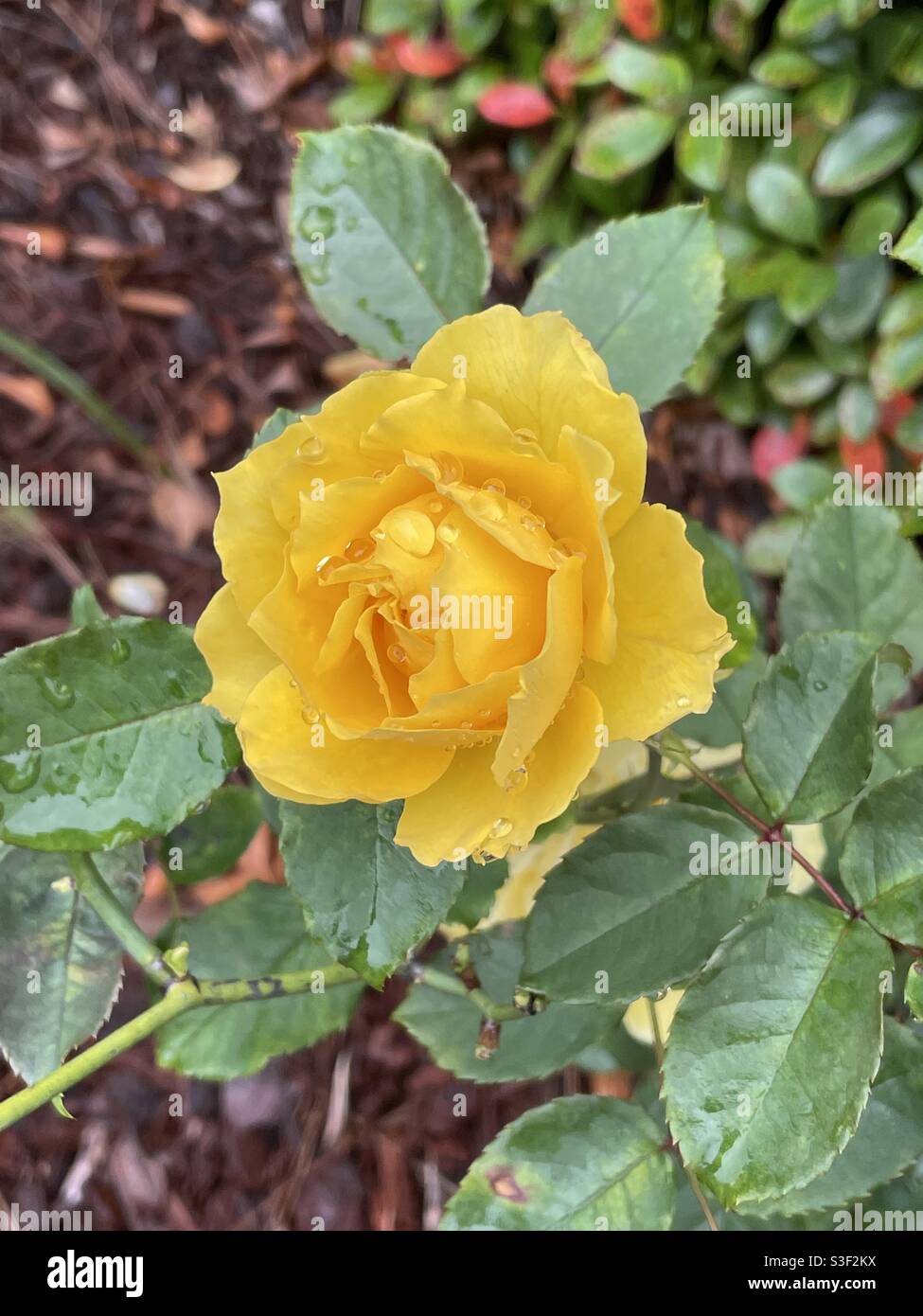 Yellow rose with raindrops Stock Photo - Alamy