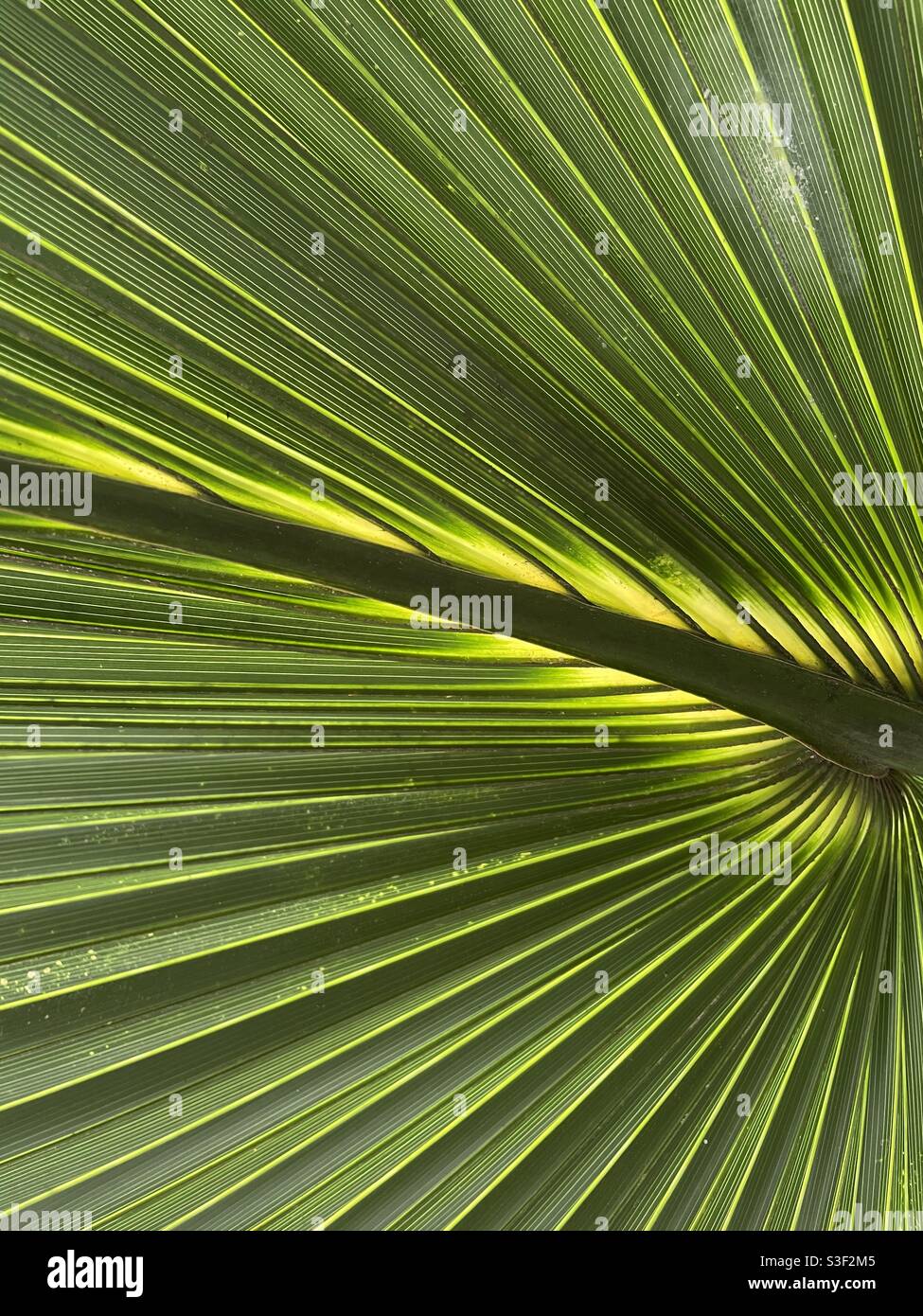 Textures and patterns of a large tropical palm tree leaf Stock Photo ...