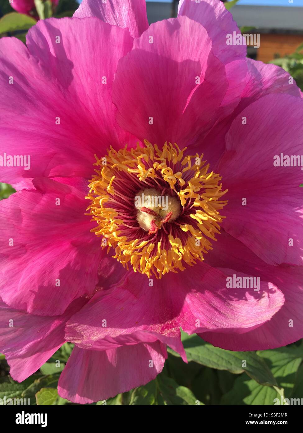 Vibrant peony hi-res stock photography and images - Alamy