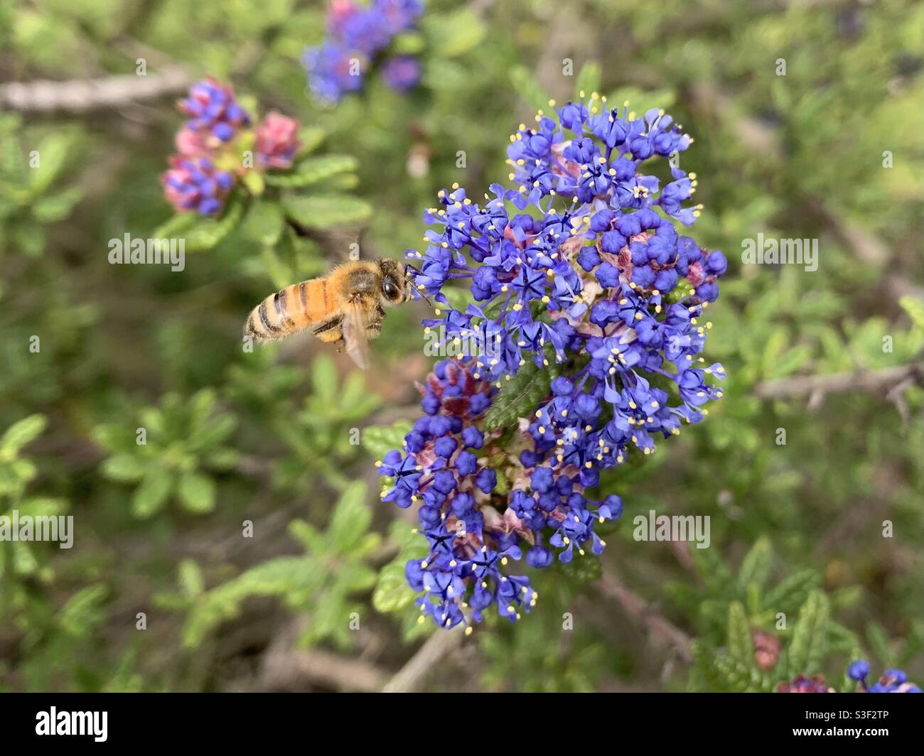 Bee flying to pollinate a purple flower Stock Photo - Alamy