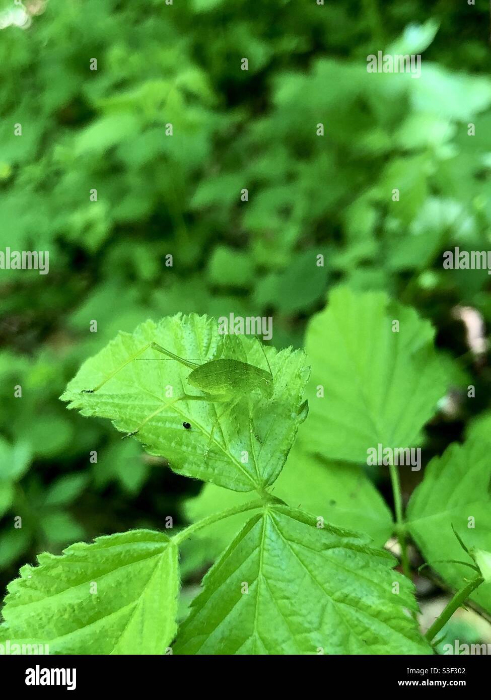 Insect blending with leaves hi-res stock photography and images - Alamy