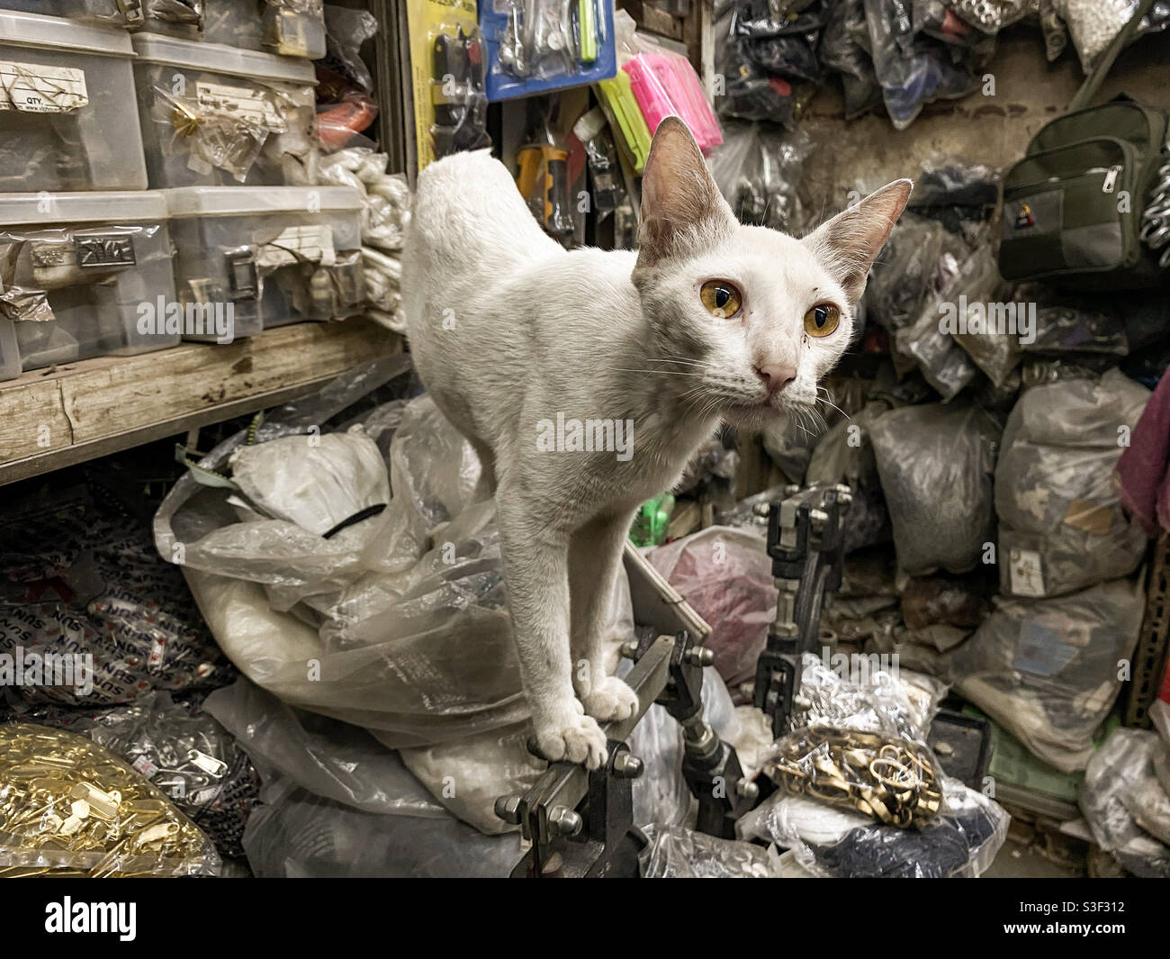 The Urban Cat Stock Photo - Alamy