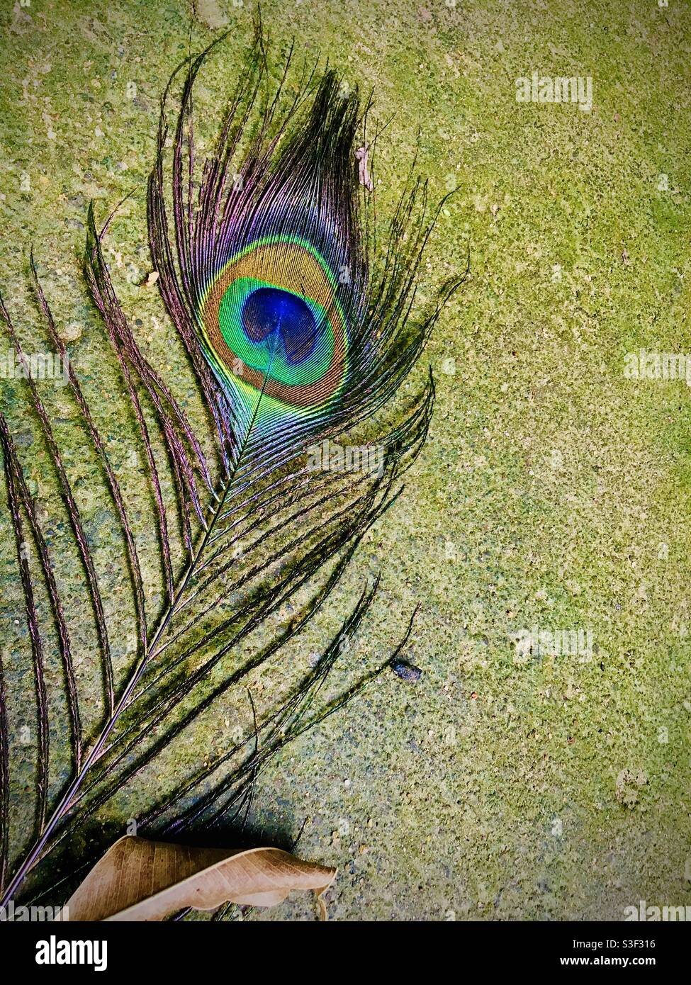 Peacock feather nature hi-res stock photography and images - Alamy