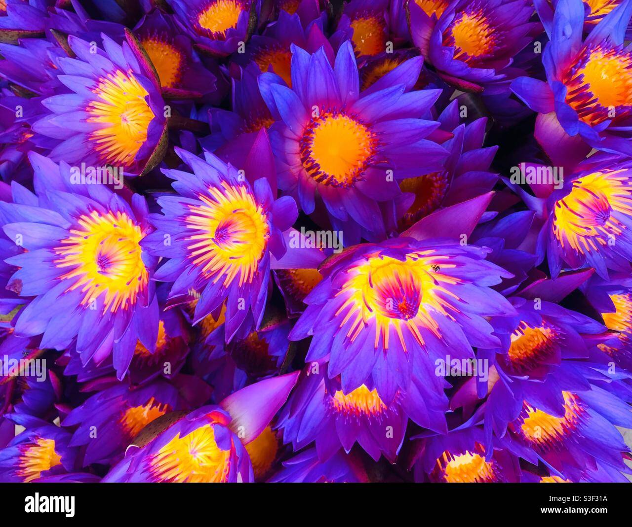 Manel flowers hi-res stock photography and images - Alamy