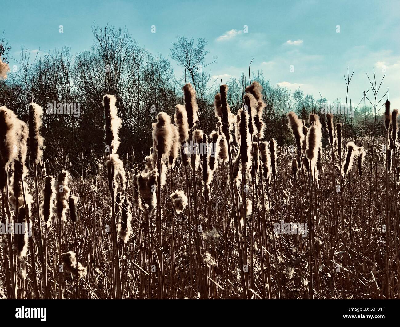 Bulrushes River High Resolution Stock Photography and Images - Alamy