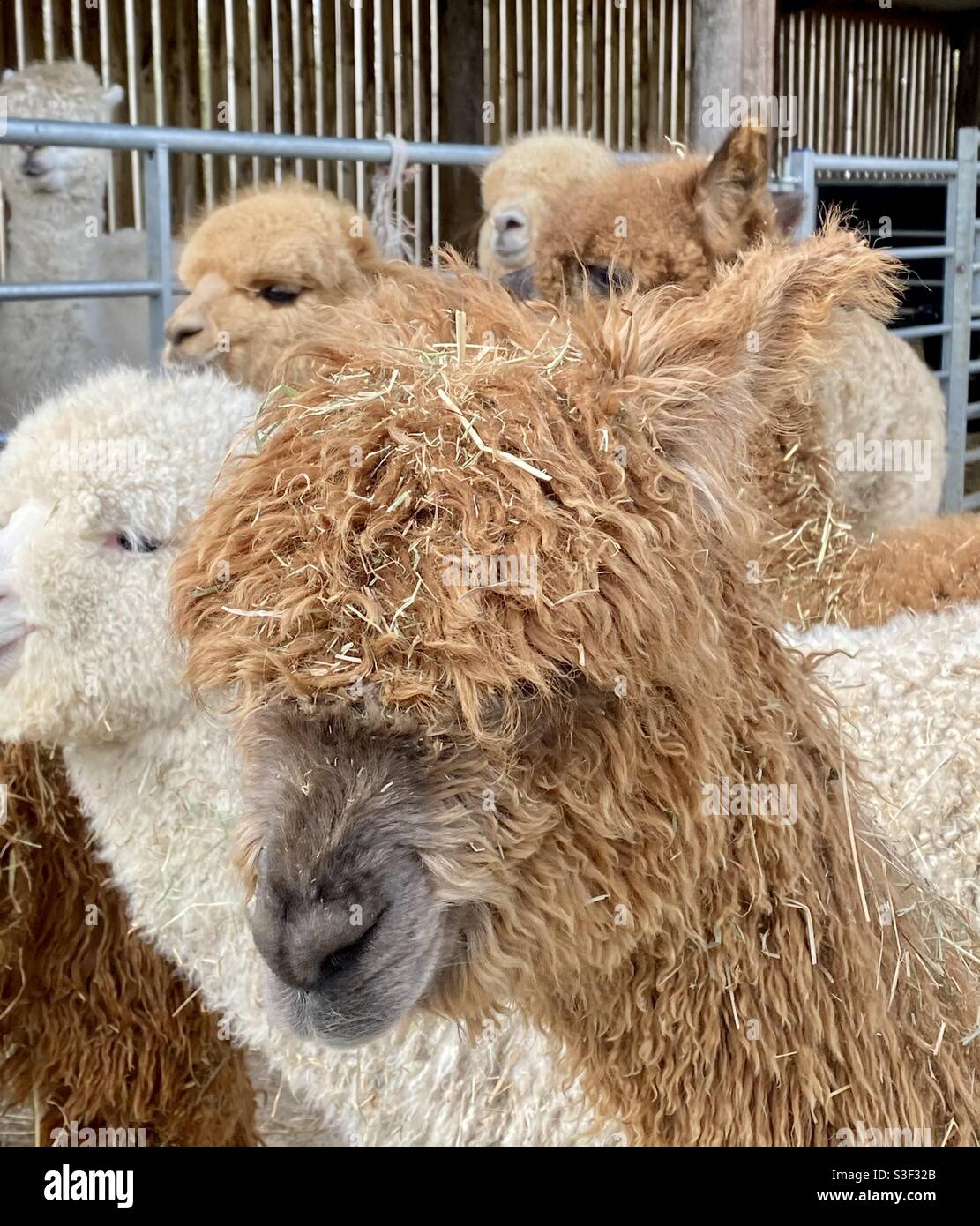 White and brown alpacas hi-res stock photography and images - Alamy