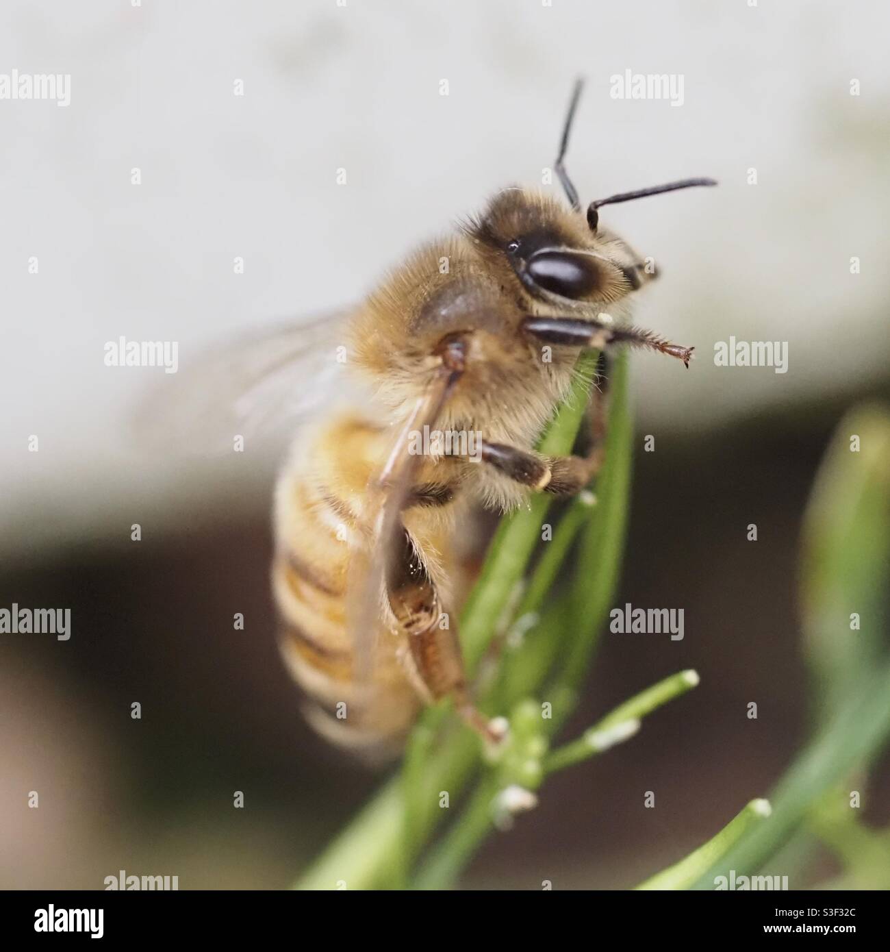 Bee climbing on the stem of a plant Stock Photo - Alamy