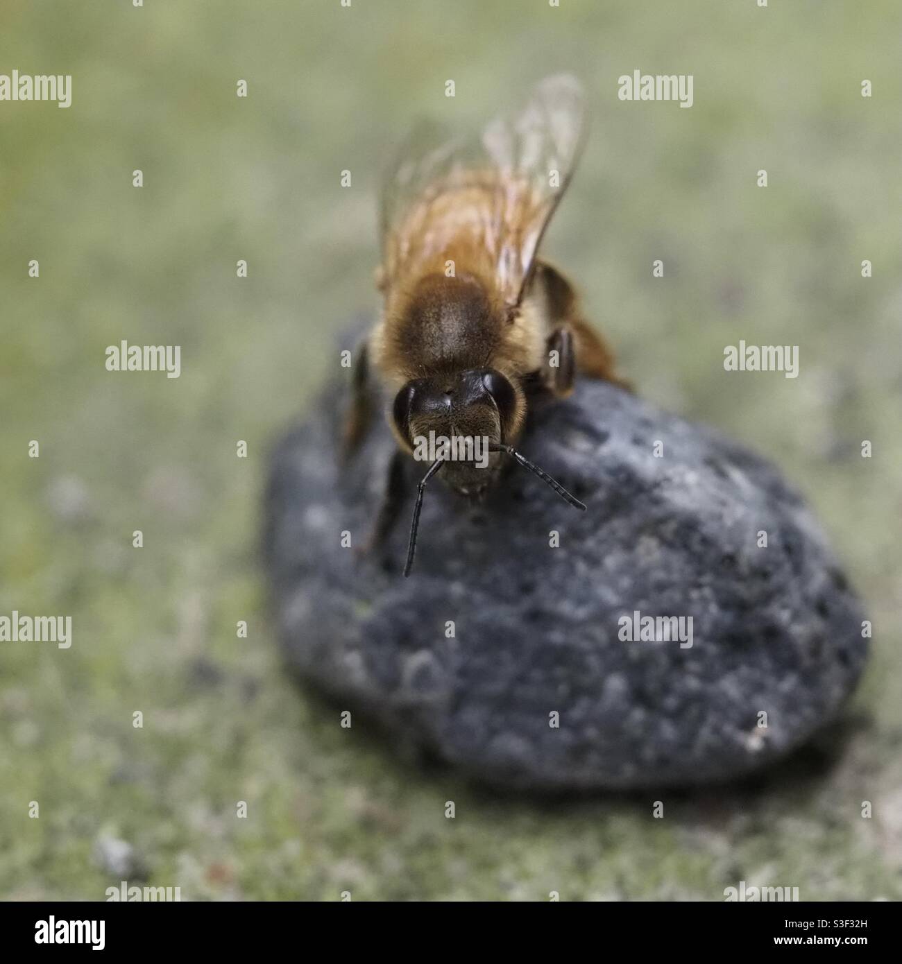 Fierce insect hi-res stock photography and images - Alamy