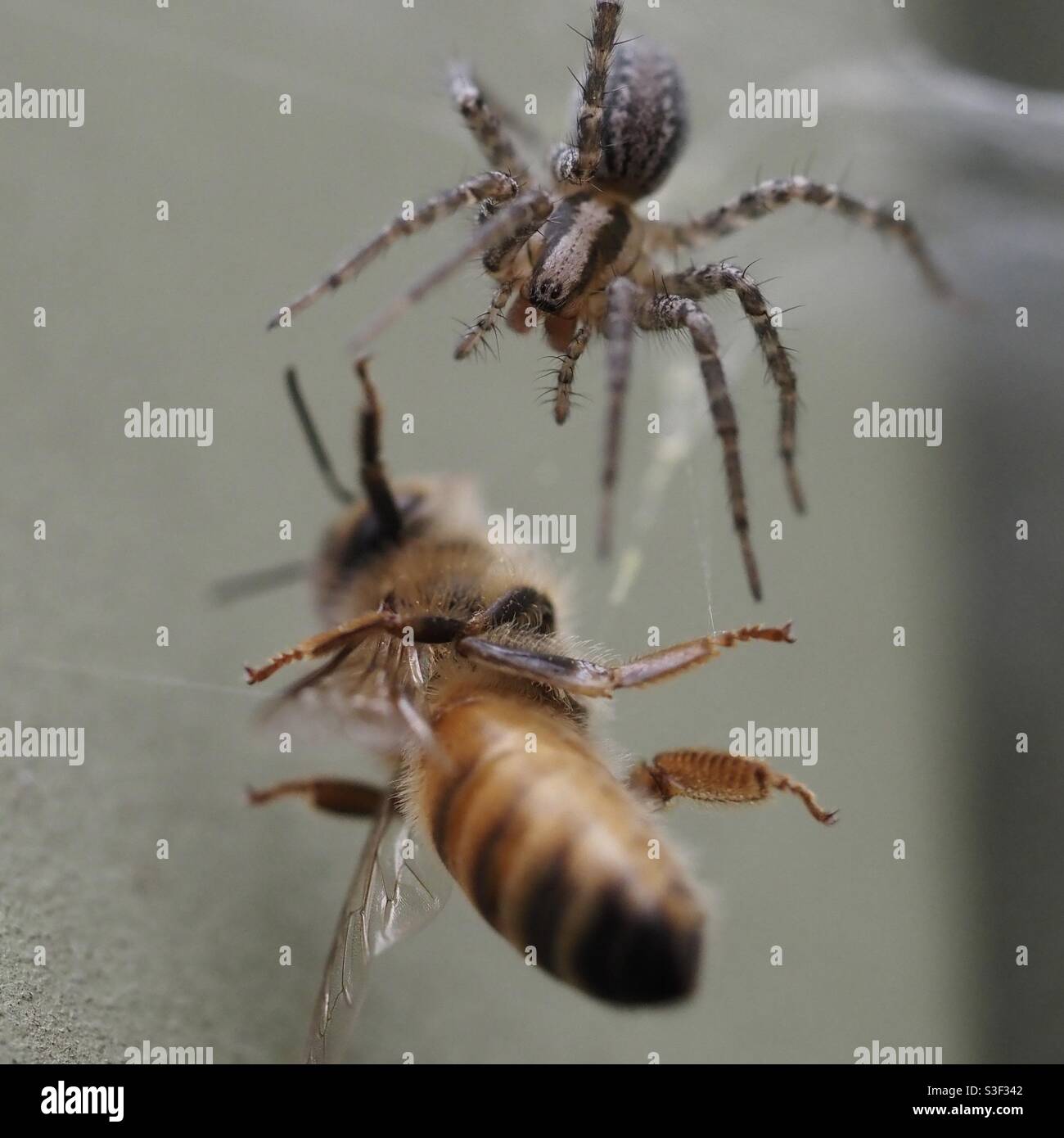 Epic spider hi-res stock photography and images - Alamy