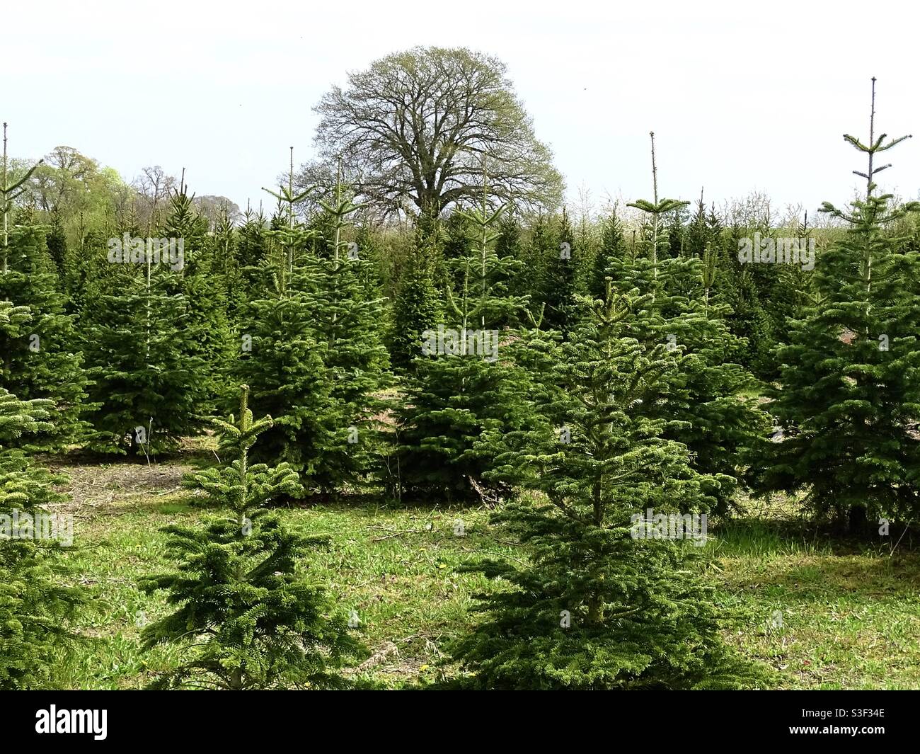 Very large oak tree hi-res stock photography and images - Alamy