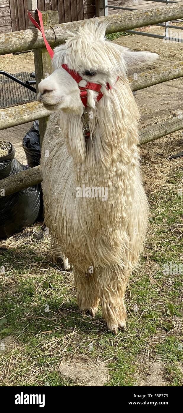 Lane house alpacas Stock Photo - Alamy
