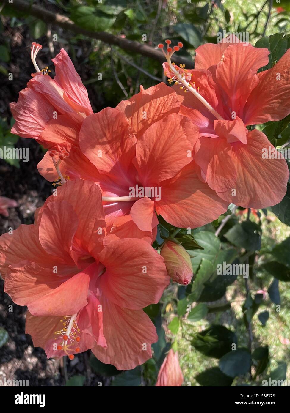 Multiple hibiscus hi-res stock photography and images - Alamy