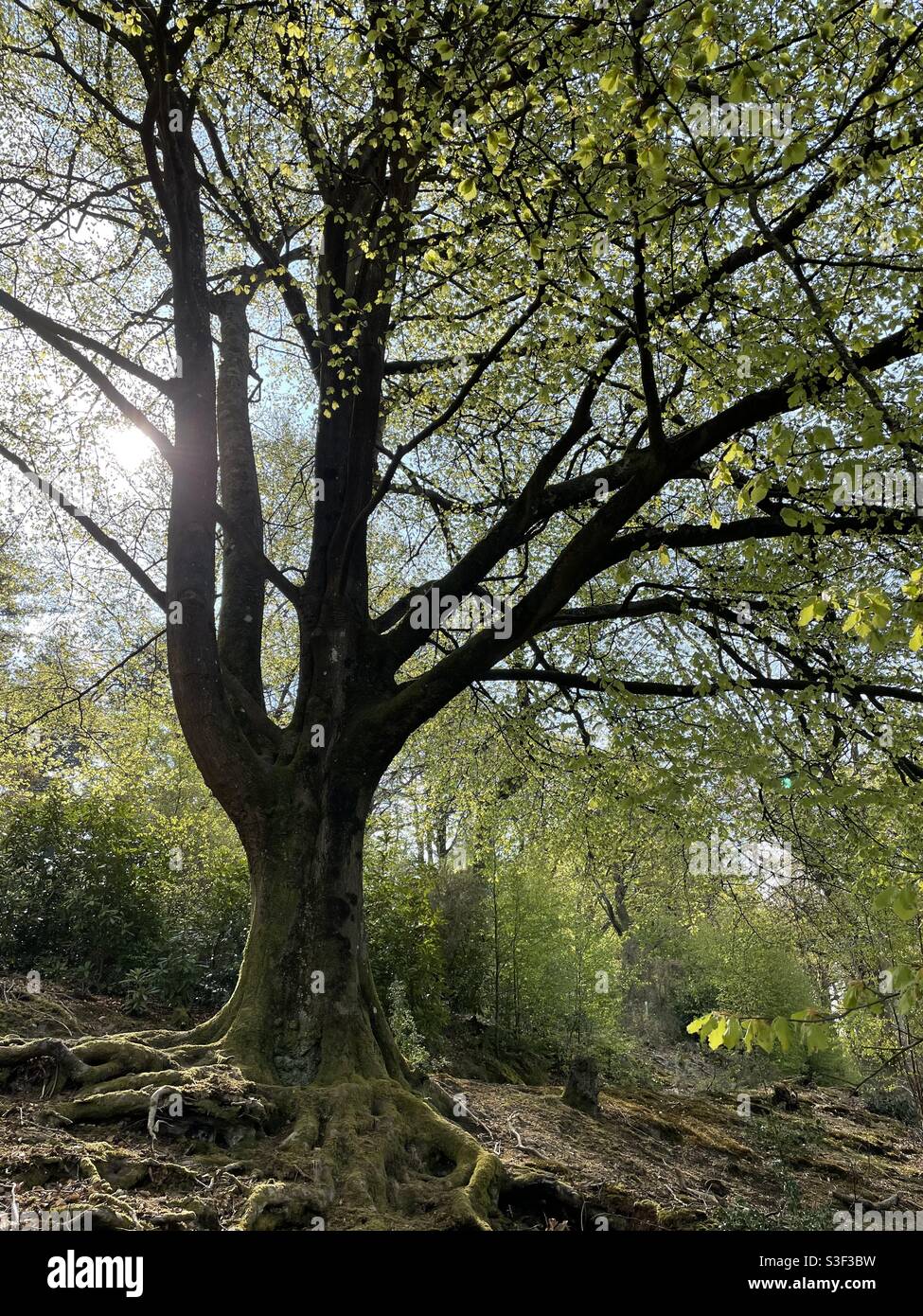 Beechwood tree hi-res stock photography and images - Alamy