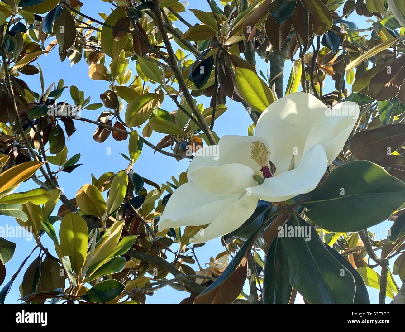 Large Open Magnolia Blossom Stock Photo - Alamy