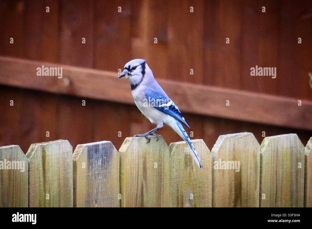 Jay closeup hi-res stock photography and images - Alamy