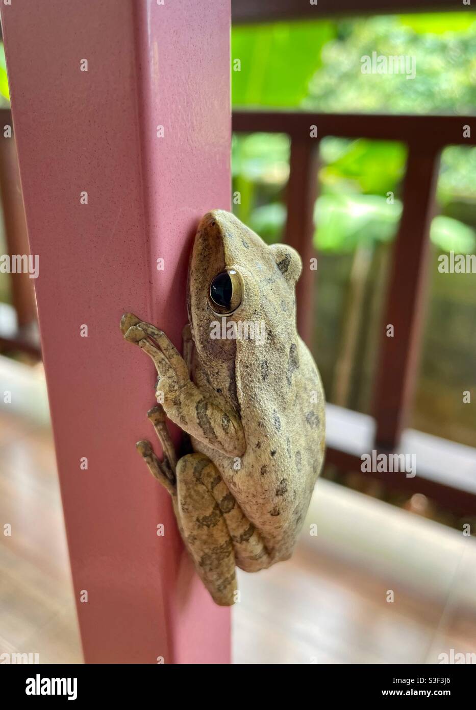 Cane toad and frog hi-res stock photography and images - Alamy