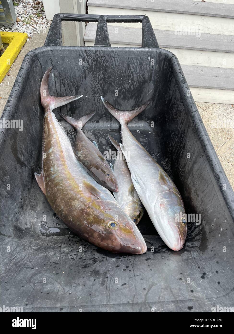 Fresh caught fish from the Gulf of Mexico water Stock Photo - Alamy