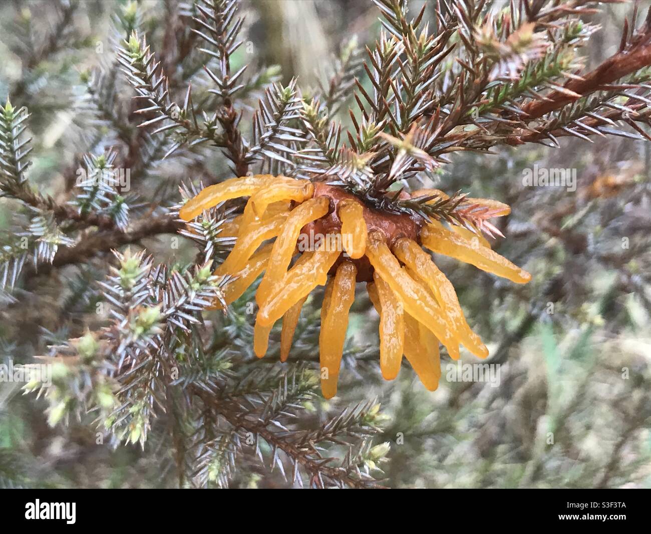 Rust mushroom hi-res stock photography and images - Alamy