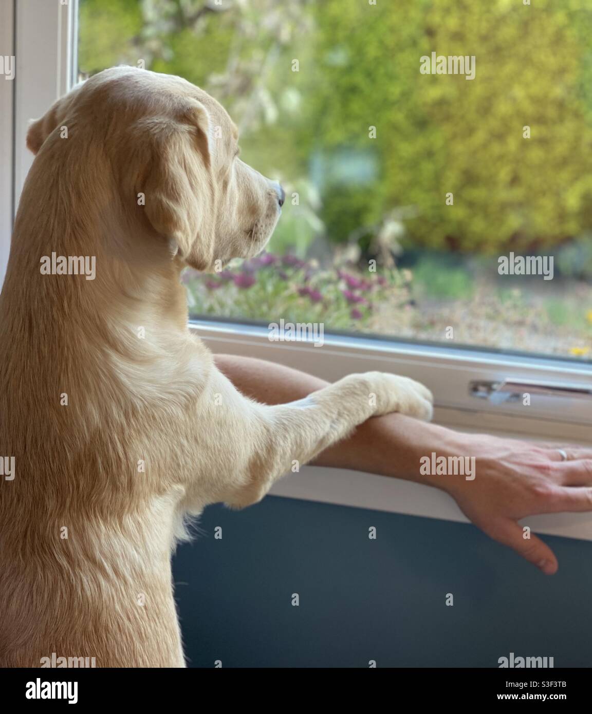 Labrador at window hi-res stock photography and images - Alamy