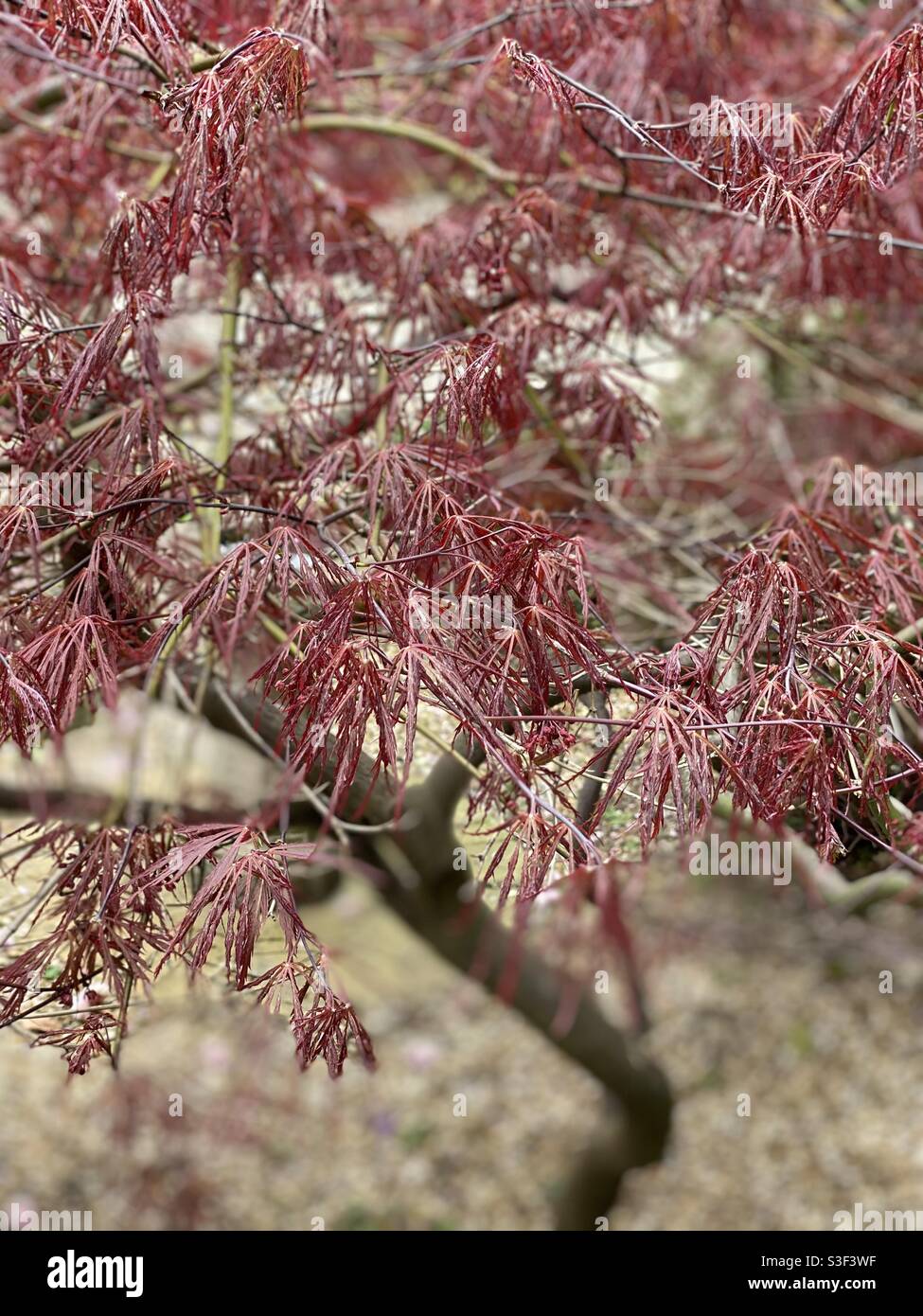 Dark red acer hi-res stock photography and images - Alamy