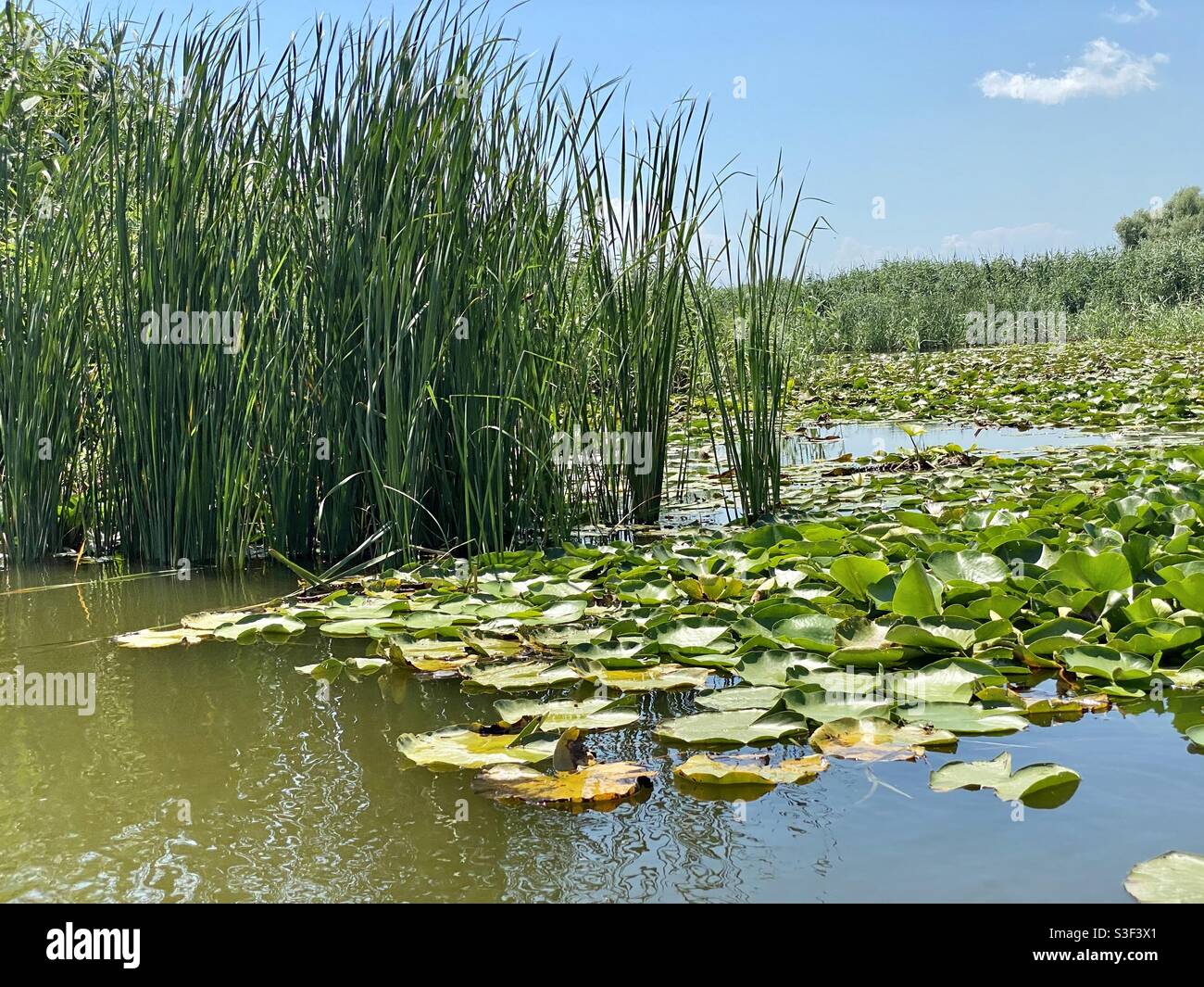 Danube delta hi-res stock photography and images - Alamy