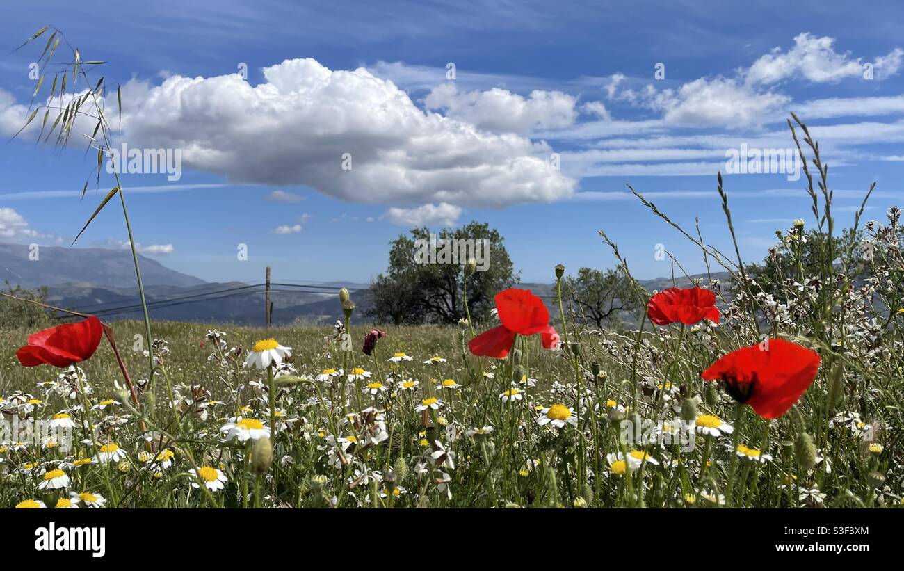 Spring flowers by roadside hi-res stock photography and images - Alamy