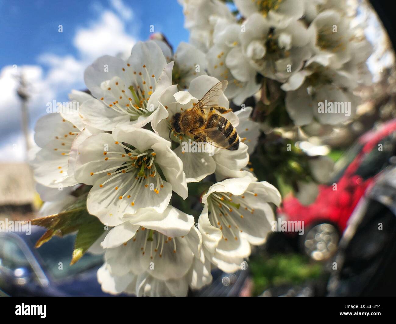 Bee harvesting hi-res stock photography and images - Alamy