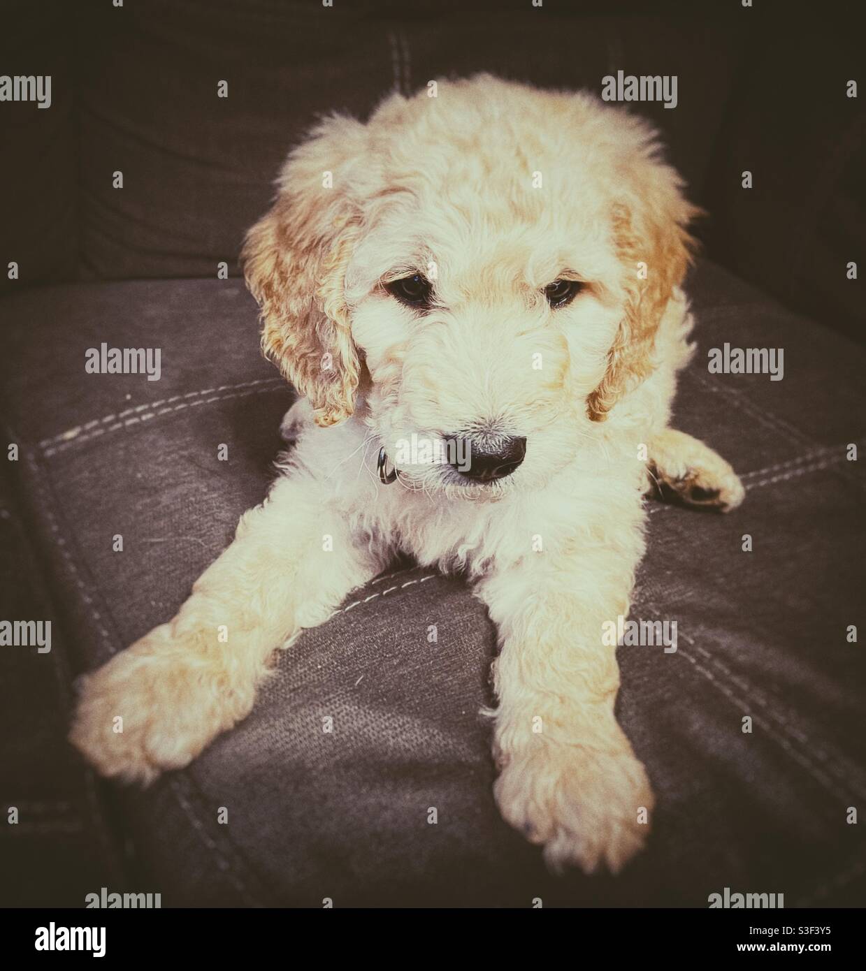 Puppy dog golden Labrador poodle mixed breed Stock Photo - Alamy