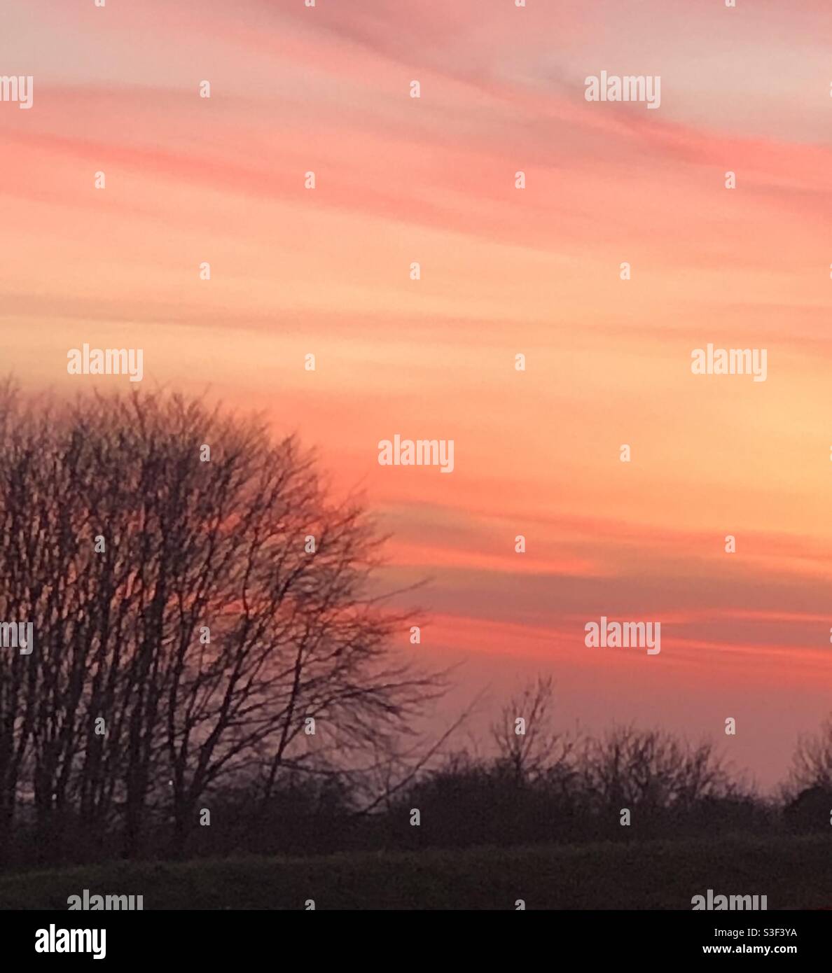 Red sky with trees hi-res stock photography and images - Alamy