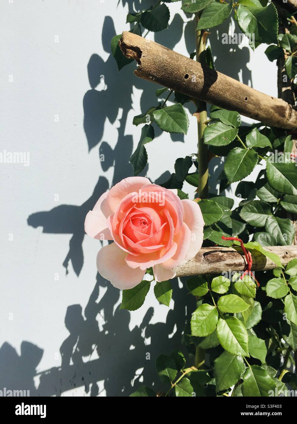 Love rose flower hi-res stock photography and images - Alamy