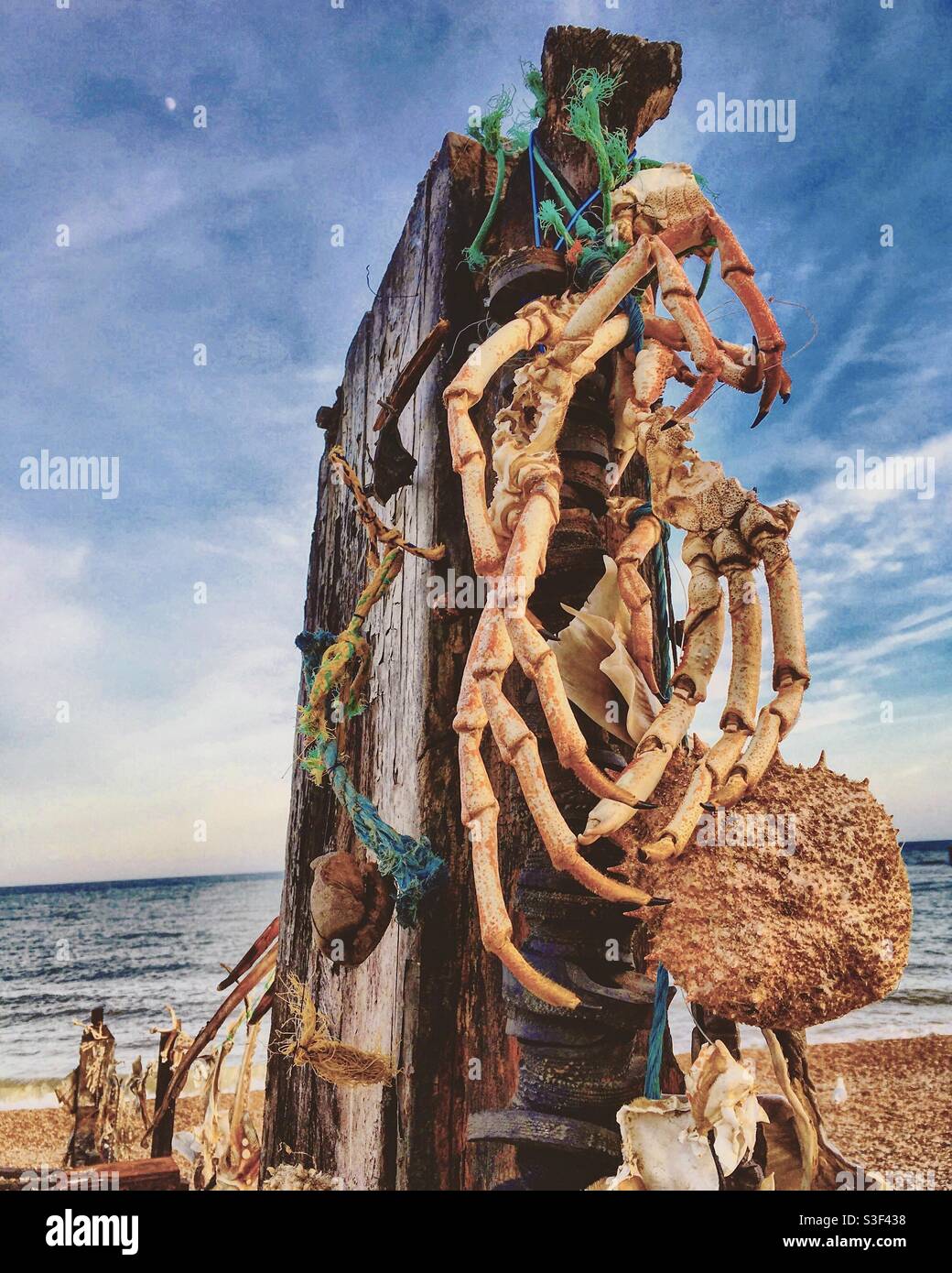 Crab skeleton art hi-res stock photography and images - Alamy