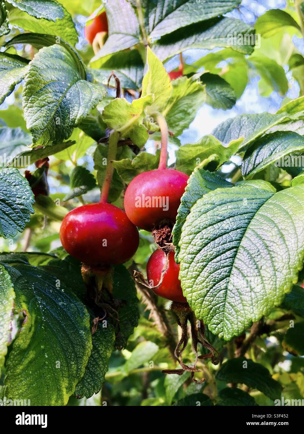 Powder plant hi-res stock photography and images - Alamy