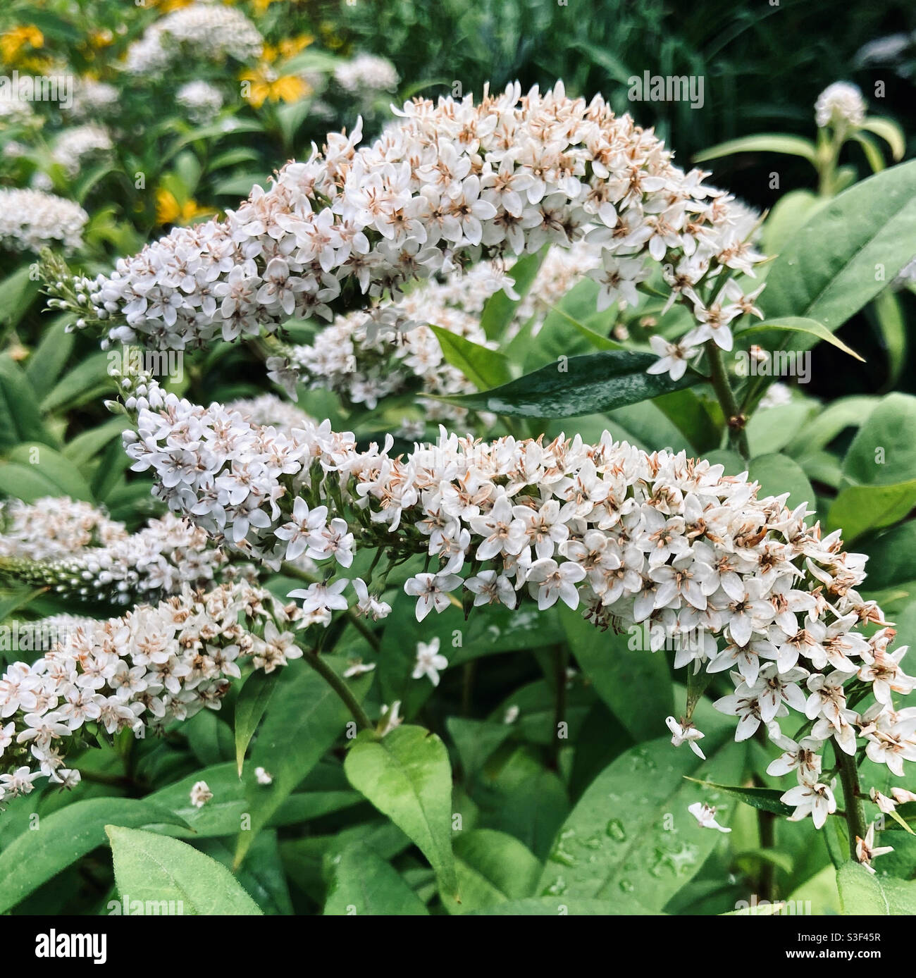 White flowers of butterfly bush hi-res stock photography and images - Alamy