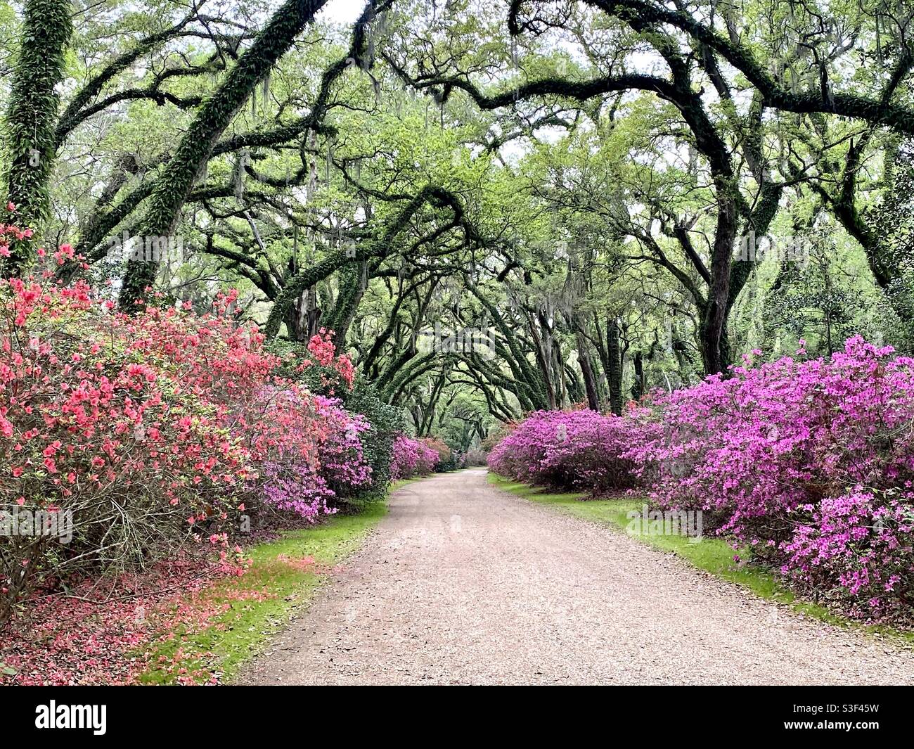 Azalea tree hi-res stock photography and images - Alamy