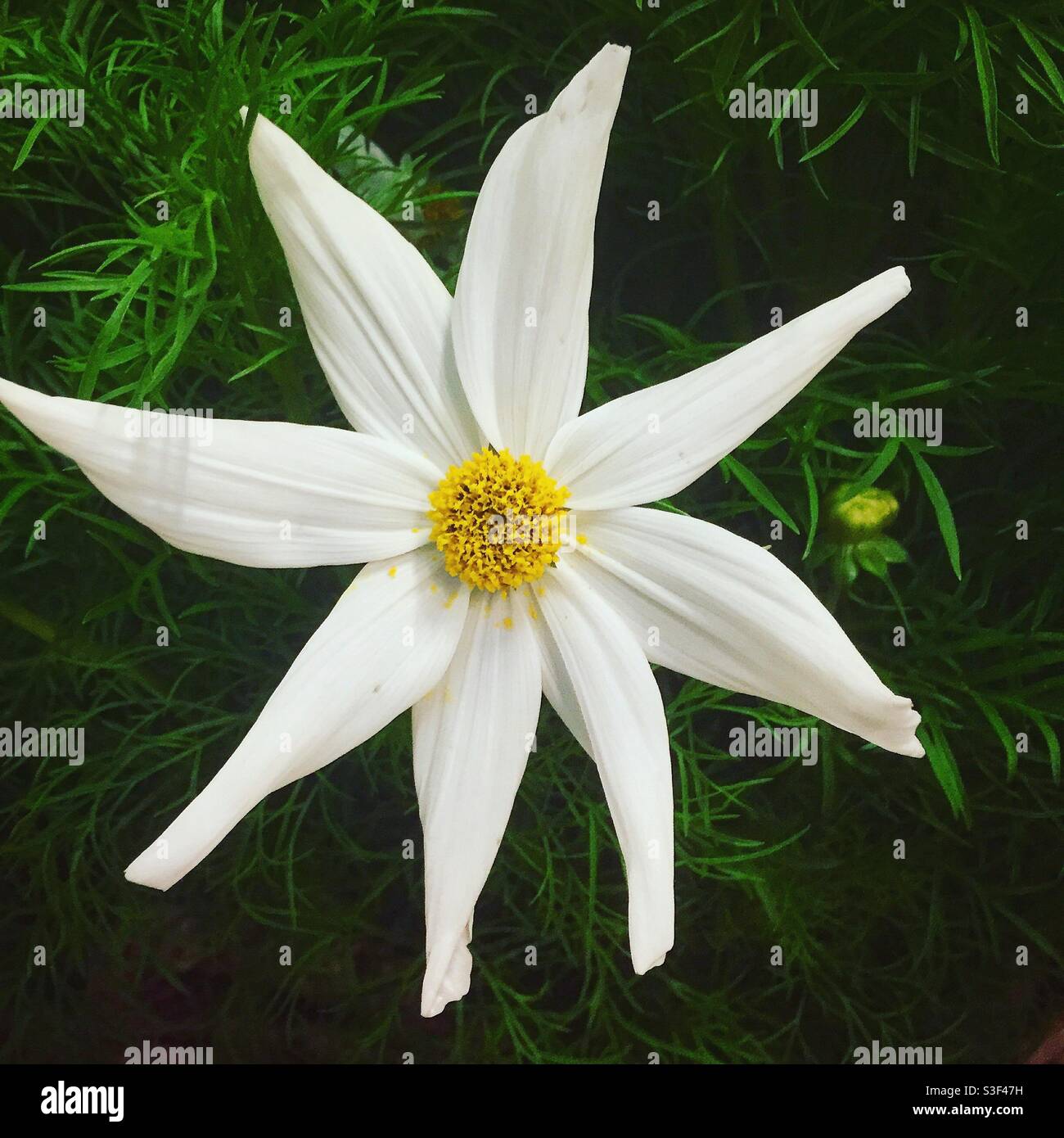 Beautiful white star shaped flower bloom Stock Photo - Alamy