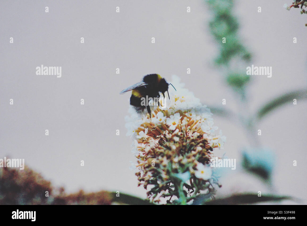 Buzzy bee hi-res stock photography and images - Alamy