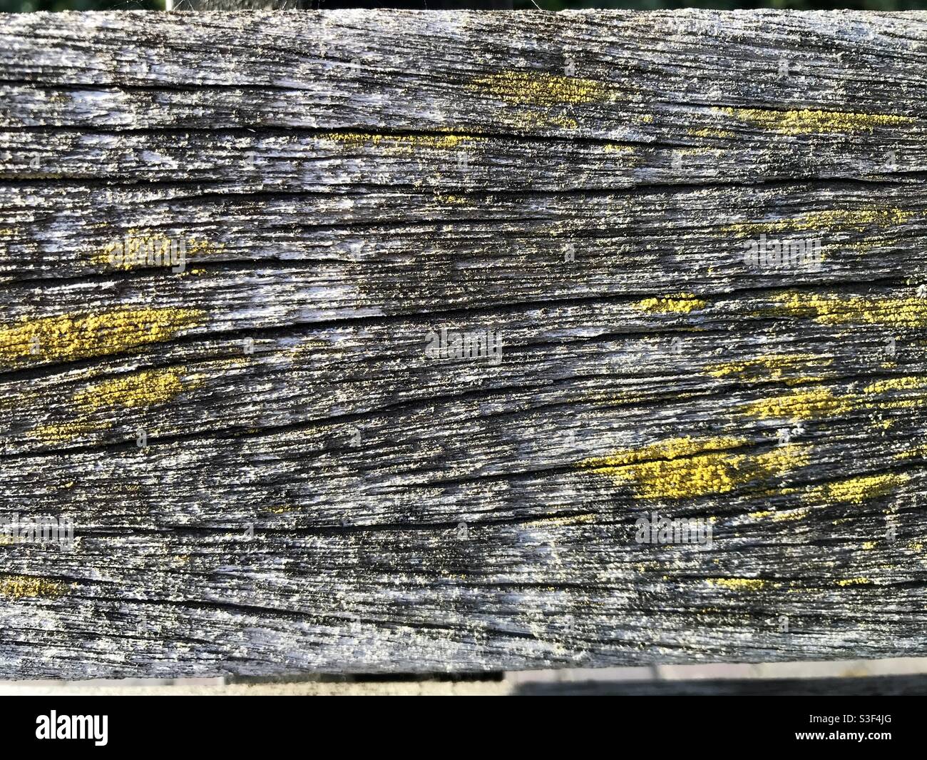 Mossy wood on bench Stock Photo - Alamy