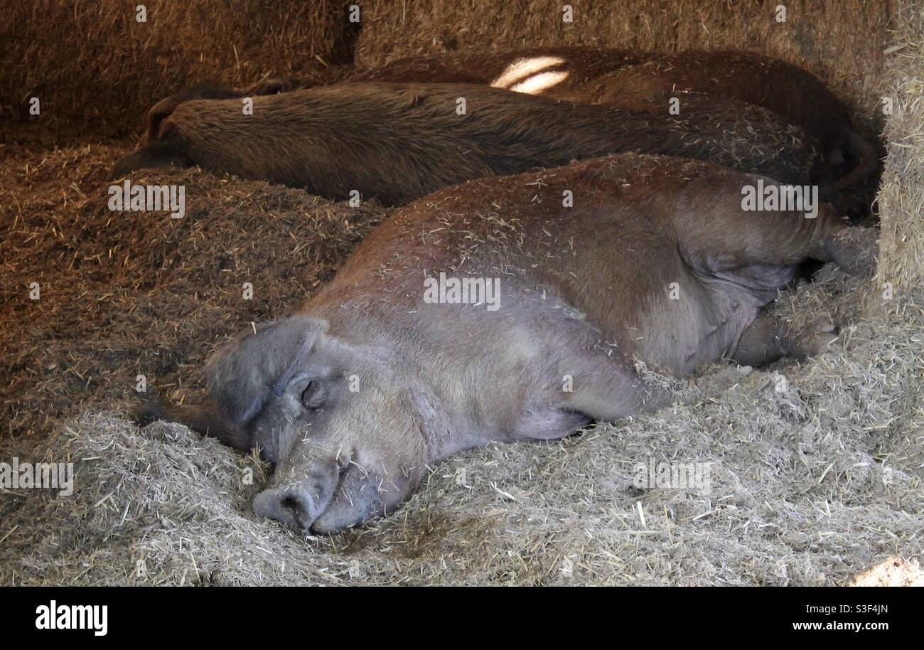 Pigs in sty hi-res stock photography and images - Alamy
