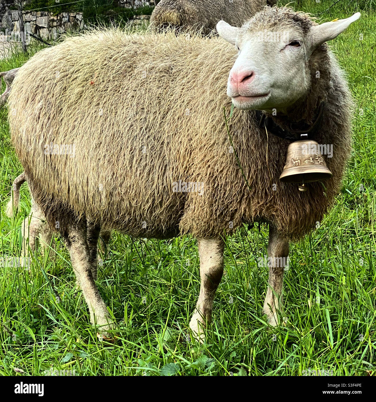 Bell sheep hi-res stock photography and images - Alamy