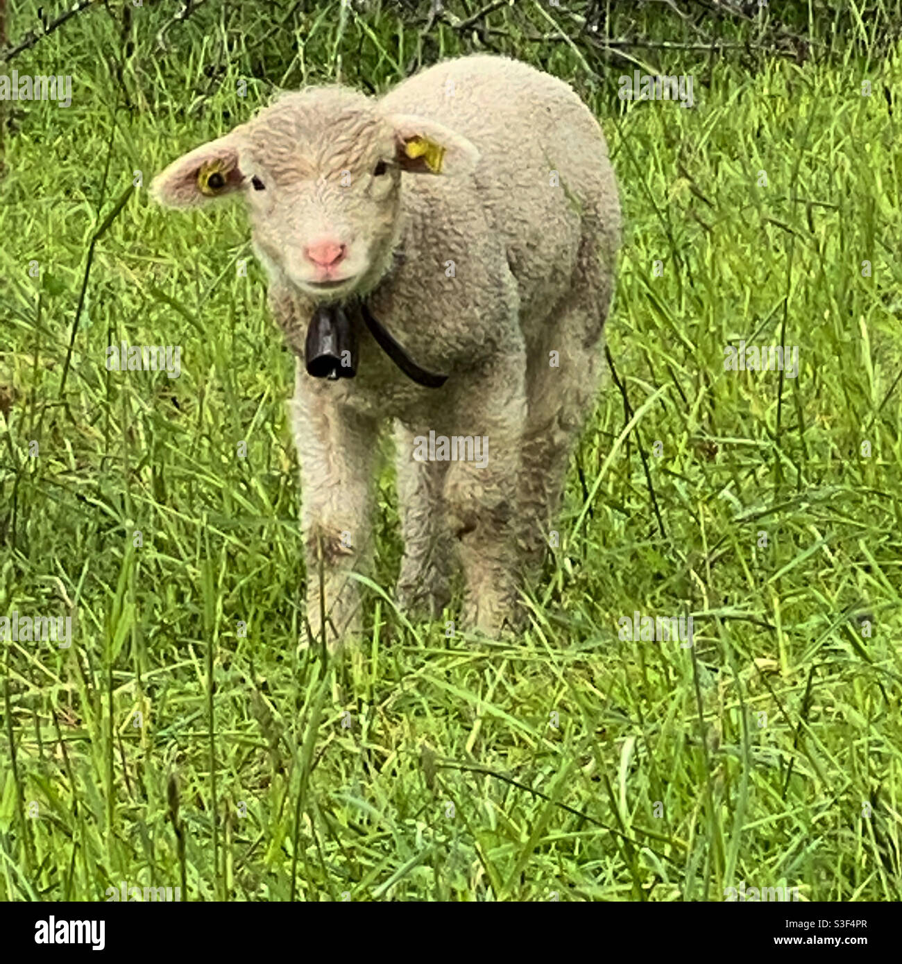 Baby sheep hi-res stock photography and images - Alamy