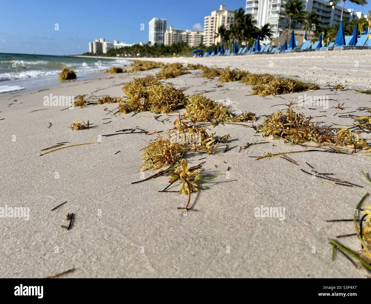 Sargassum Seaweed Florida High Resolution Stock Photography and Images ...