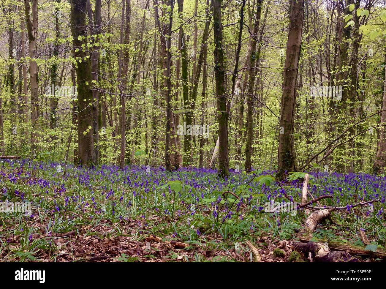 Welsh ancient woodland hi-res stock photography and images - Alamy