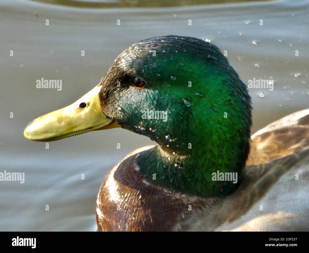 Mallard Duck Pond High Resolution Stock Photography and Images - Alamy