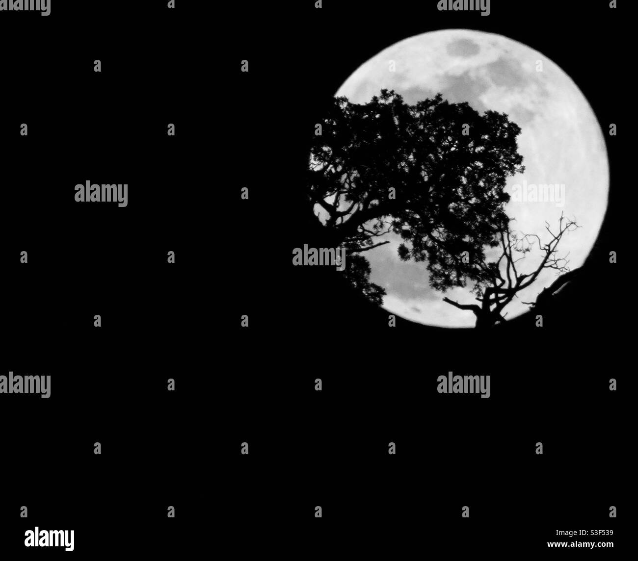 Tree full moon Black and White Stock Photos & Images - Alamy
