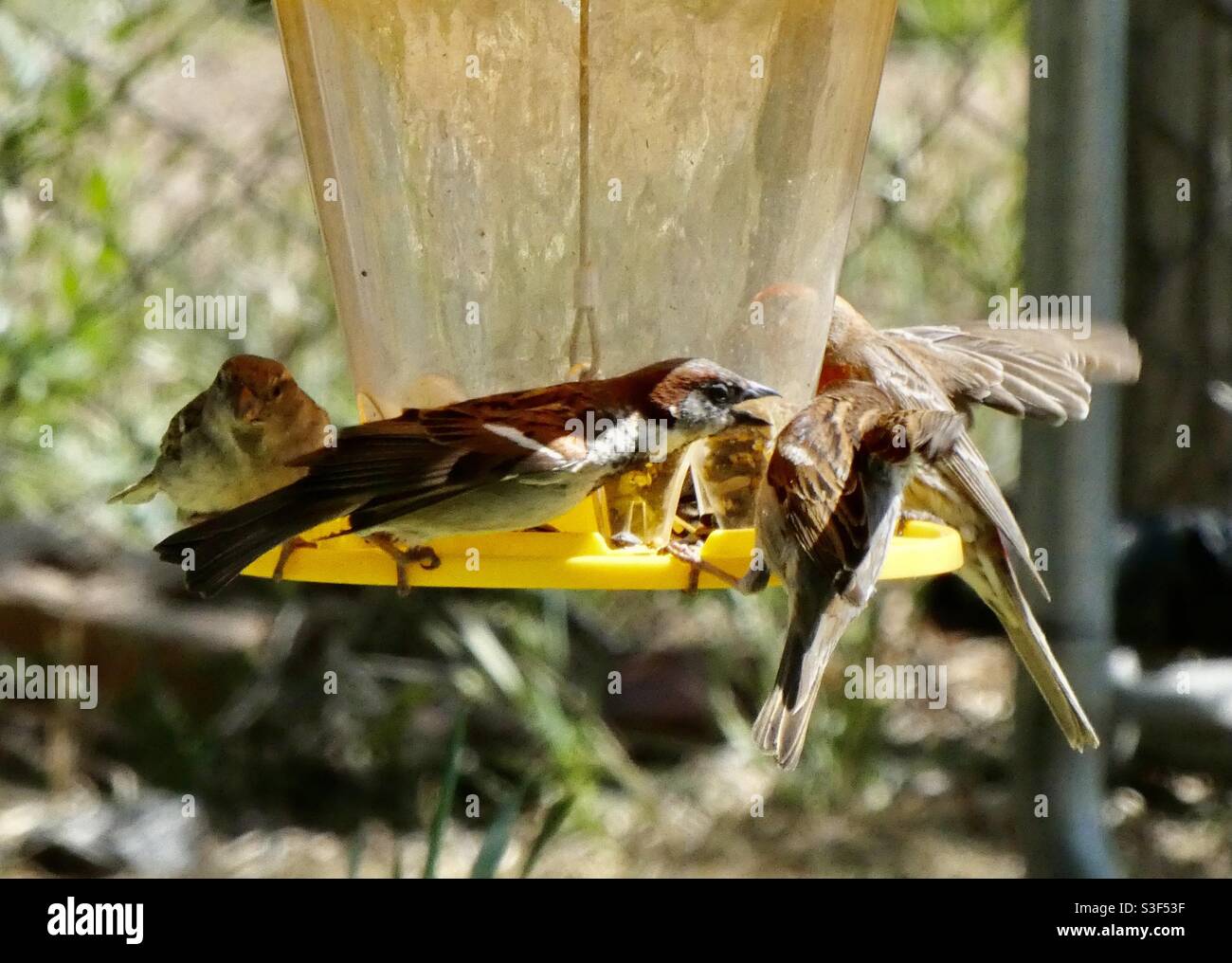 Birds fighting over food Stock Photo - Alamy