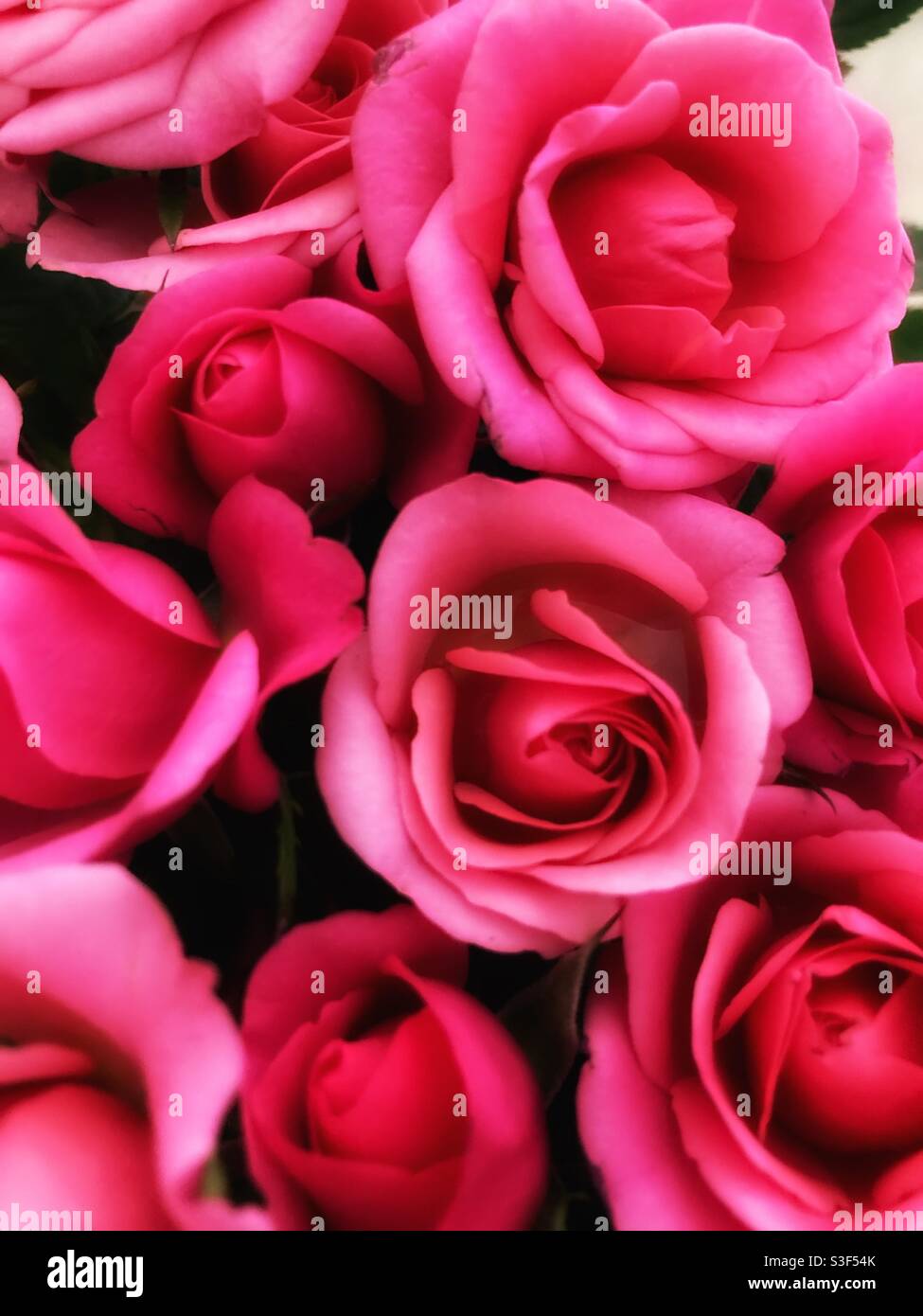 Bunch of soft pink roses close up Stock Photo - Alamy