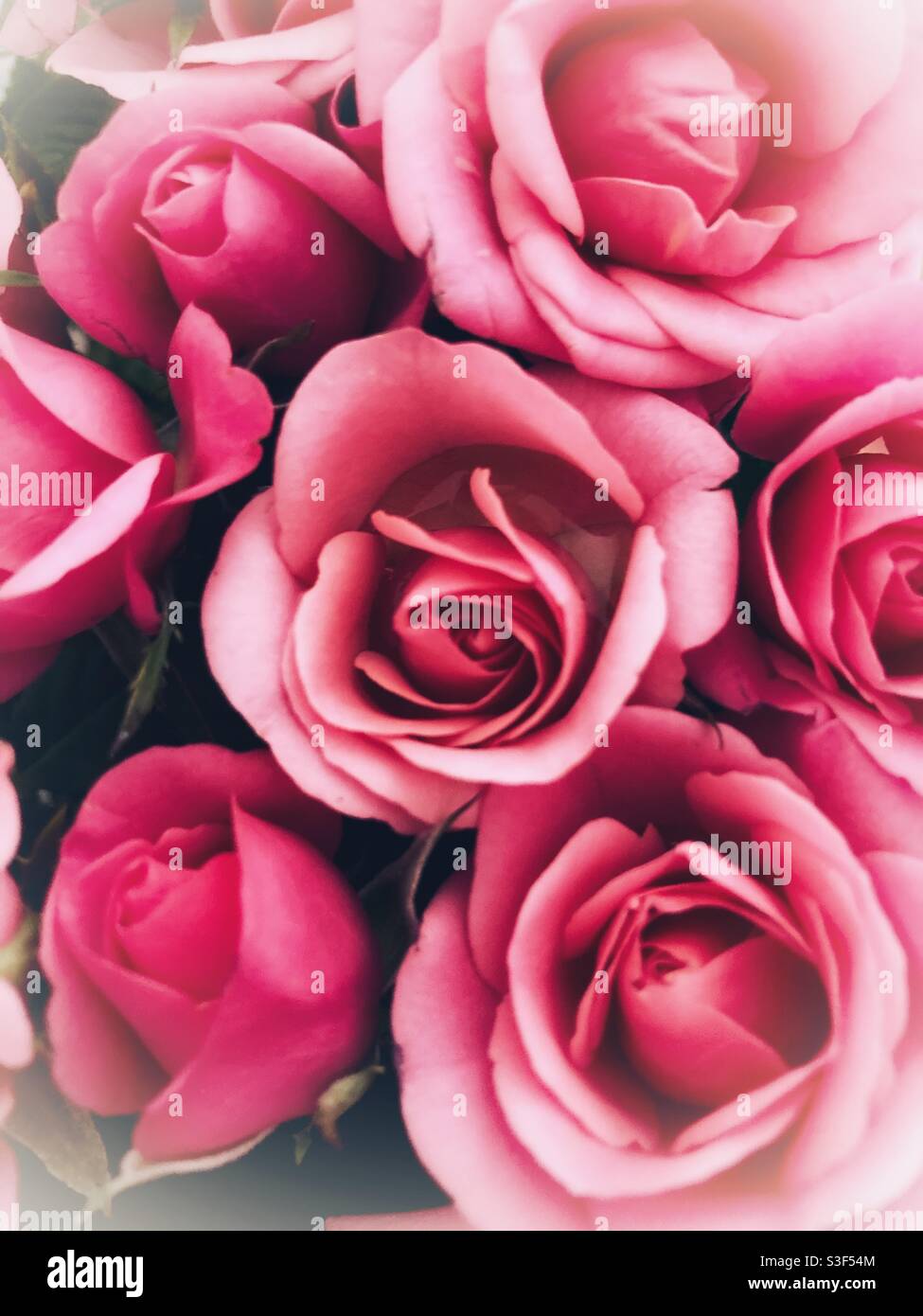 Soft roses hi-res stock photography and images - Alamy